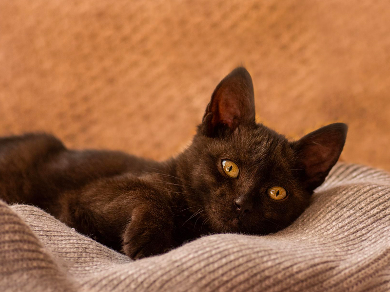 Consejos para tener un gato feliz - Gatitos
